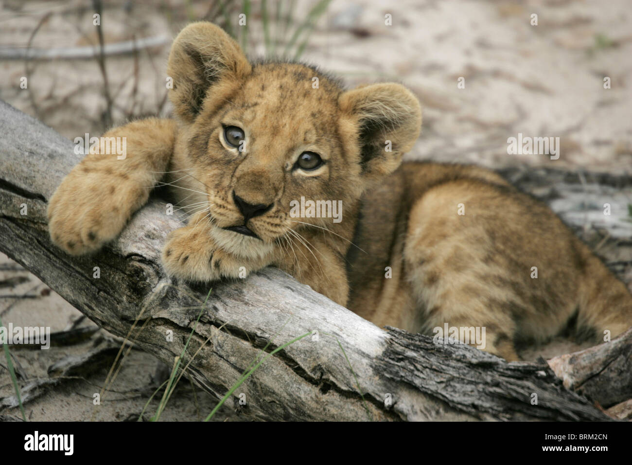 Baby Lion Under The Chin