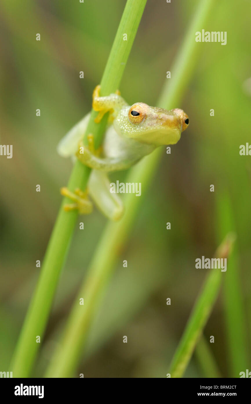 Clear Reed Tree Frog