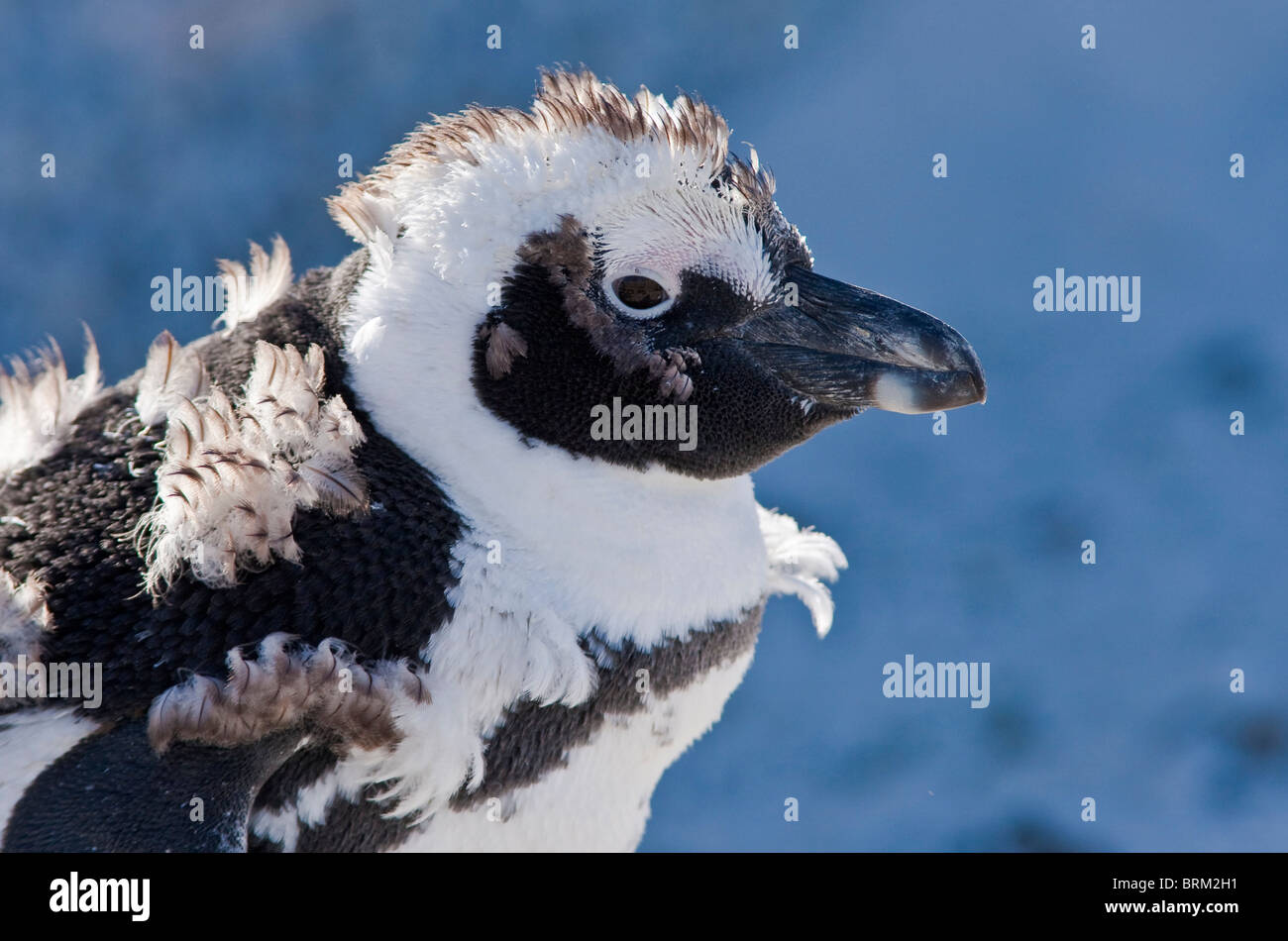 Scruffy penguin hi-res stock photography and images - Alamy