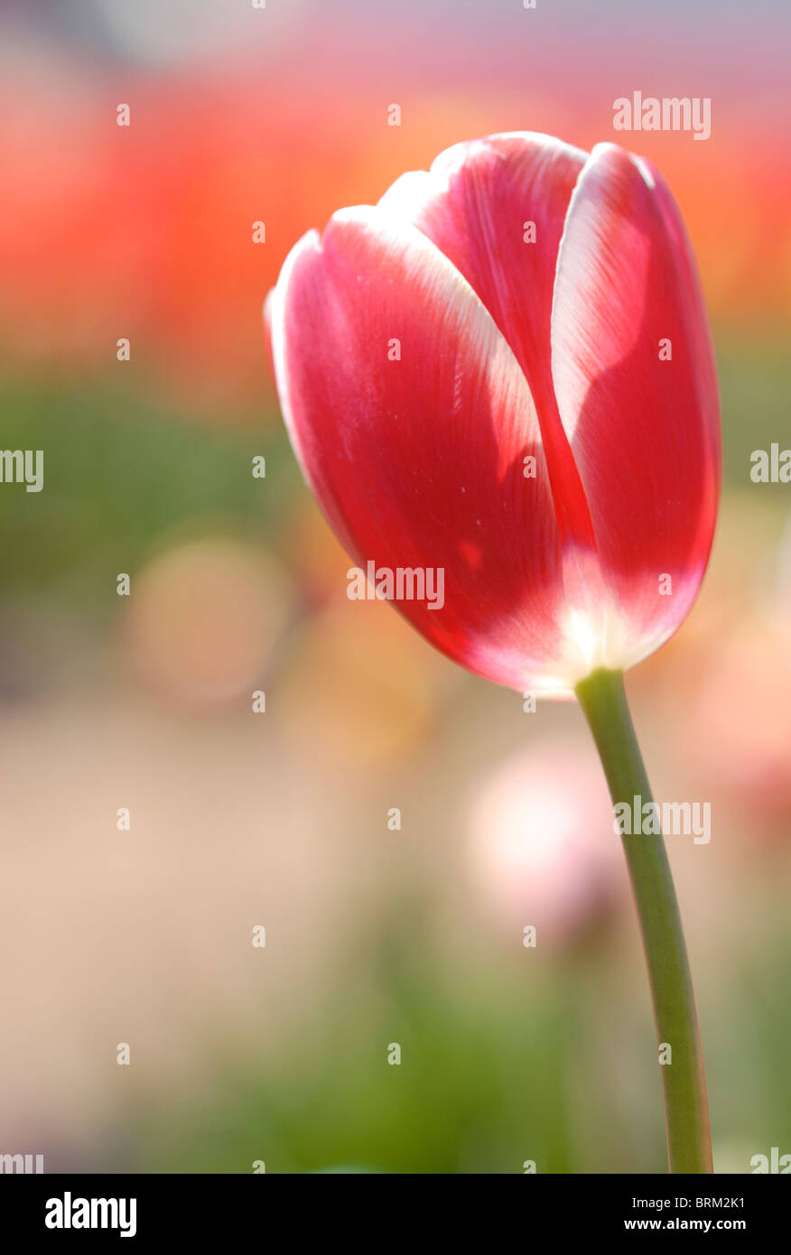 Stand alone tulip hi-res stock photography and images - Alamy