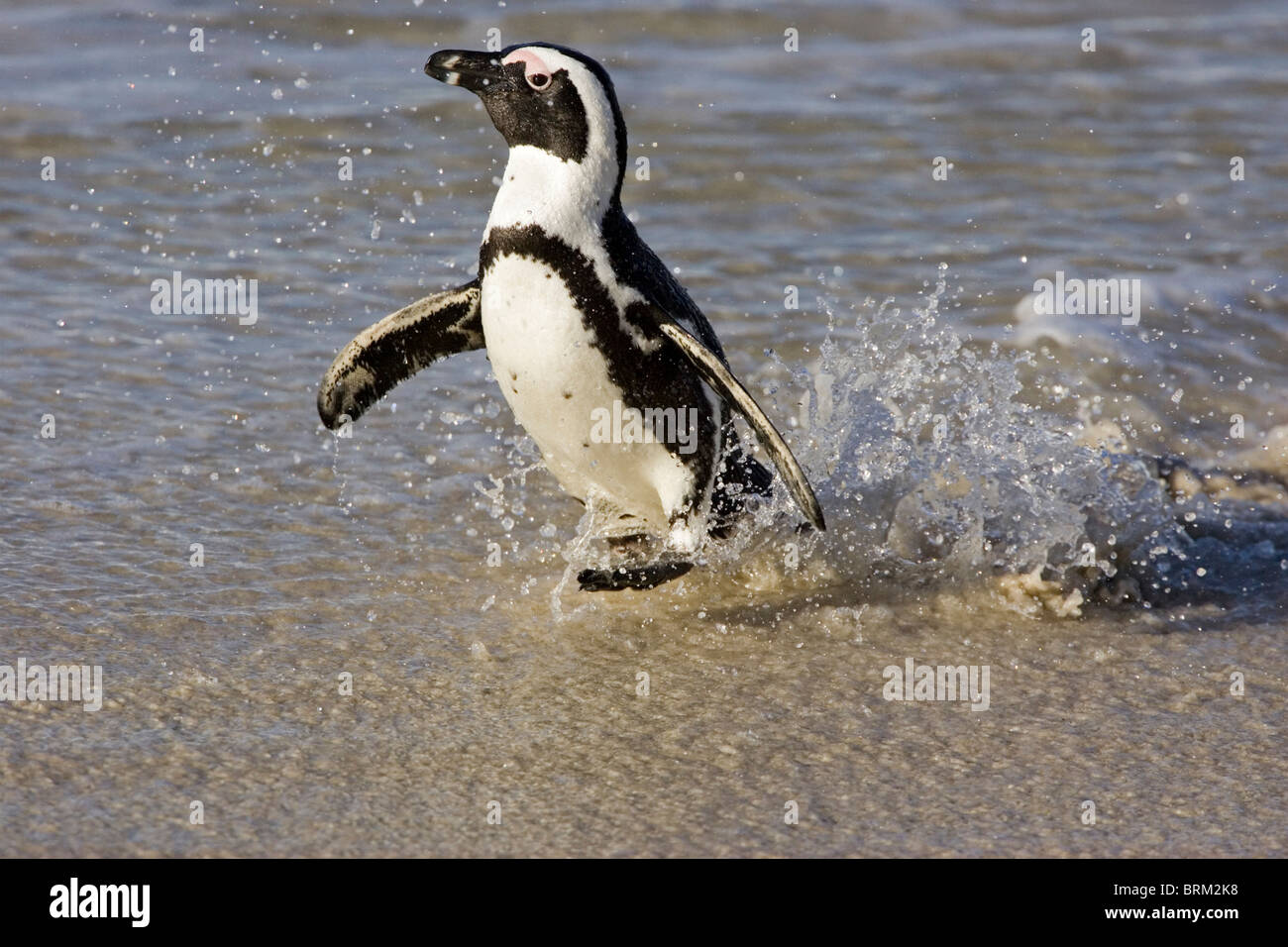 African Penguin running onto the beach Stock Photo - Alamy