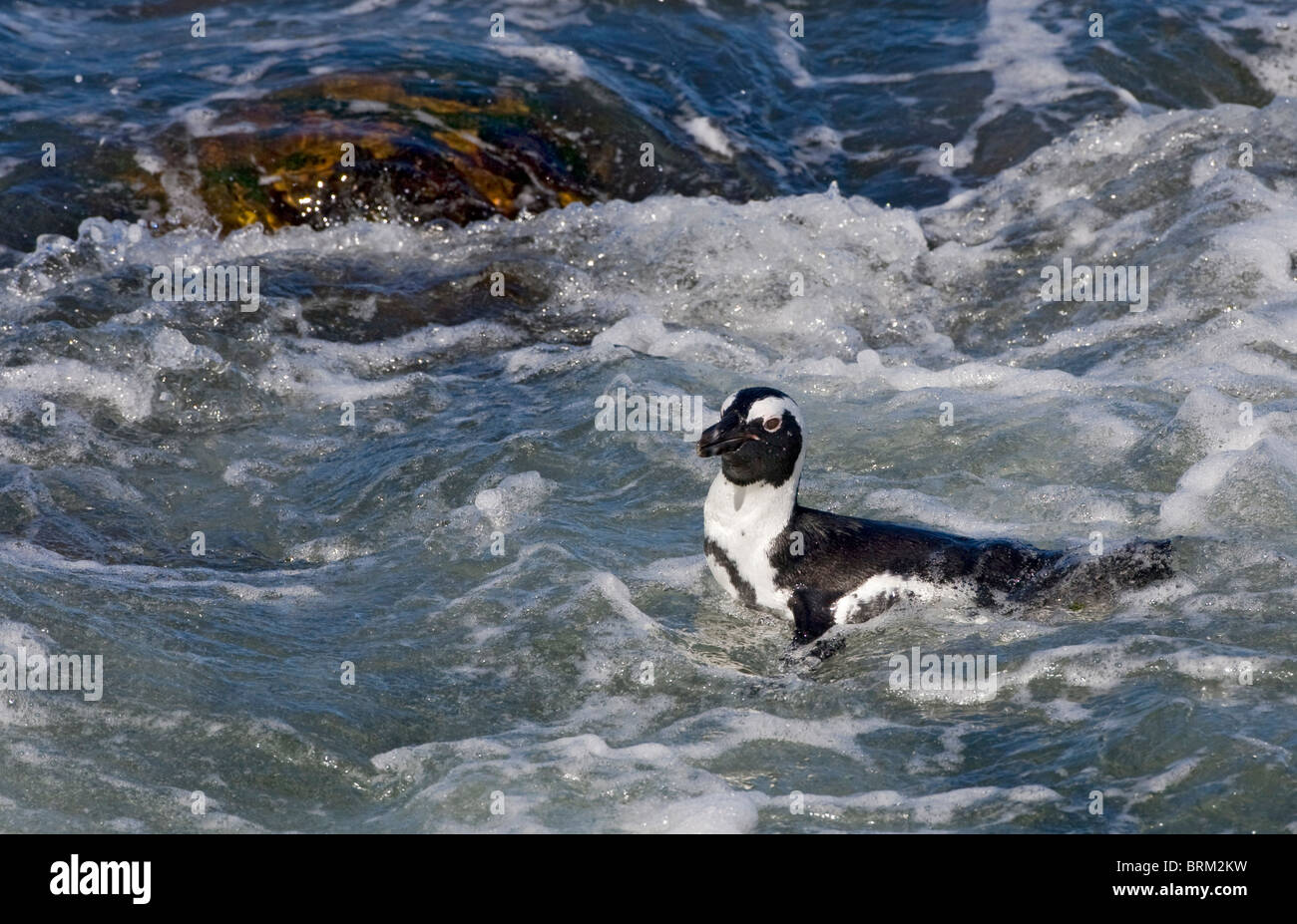 African Penguin swimming in the surf on a rocky shore Stock Photo - Alamy