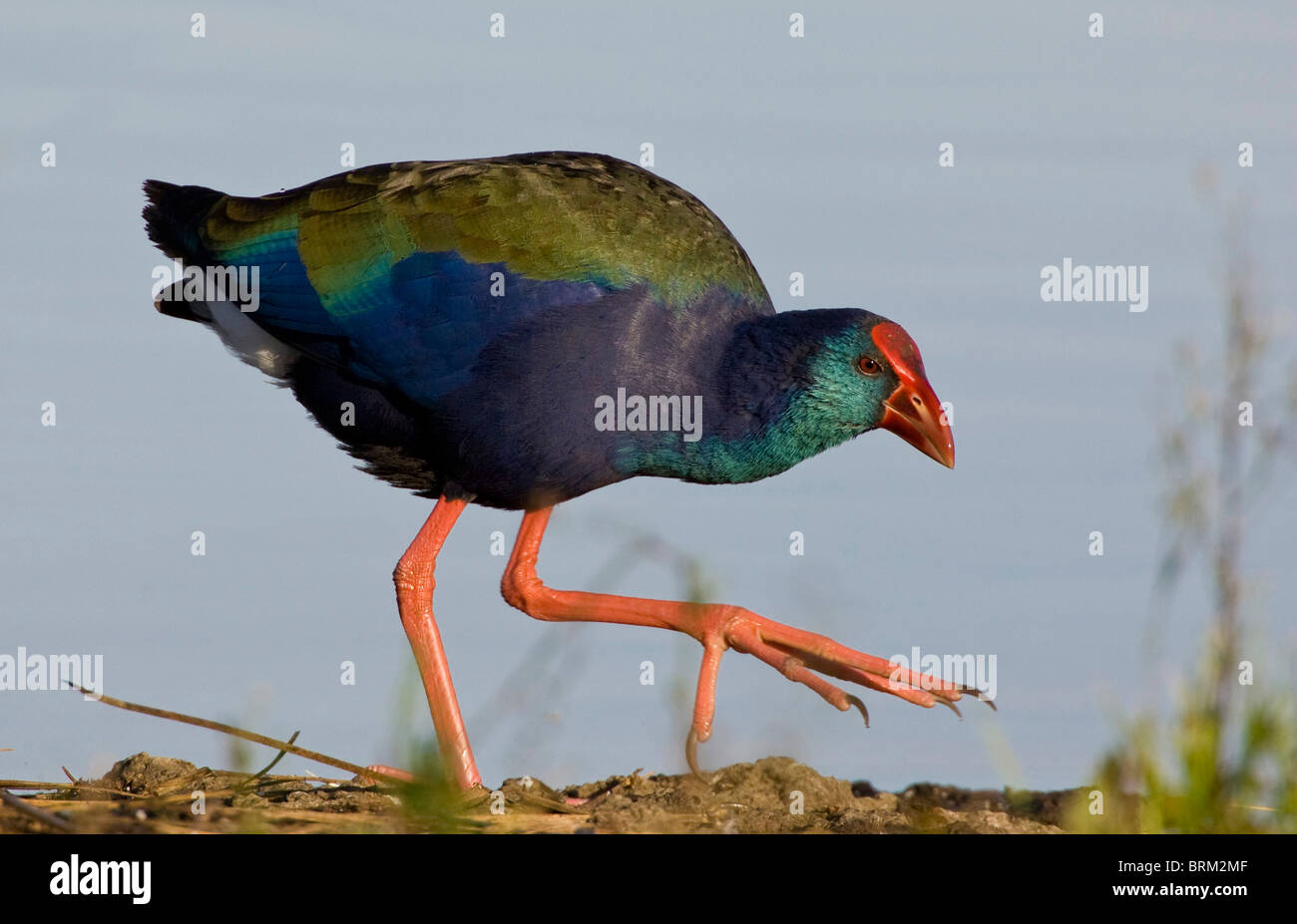 African purple swamphen Stock Photo - Alamy