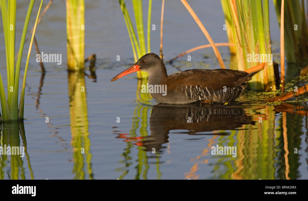 African rail hi-res stock photography and images - Alamy