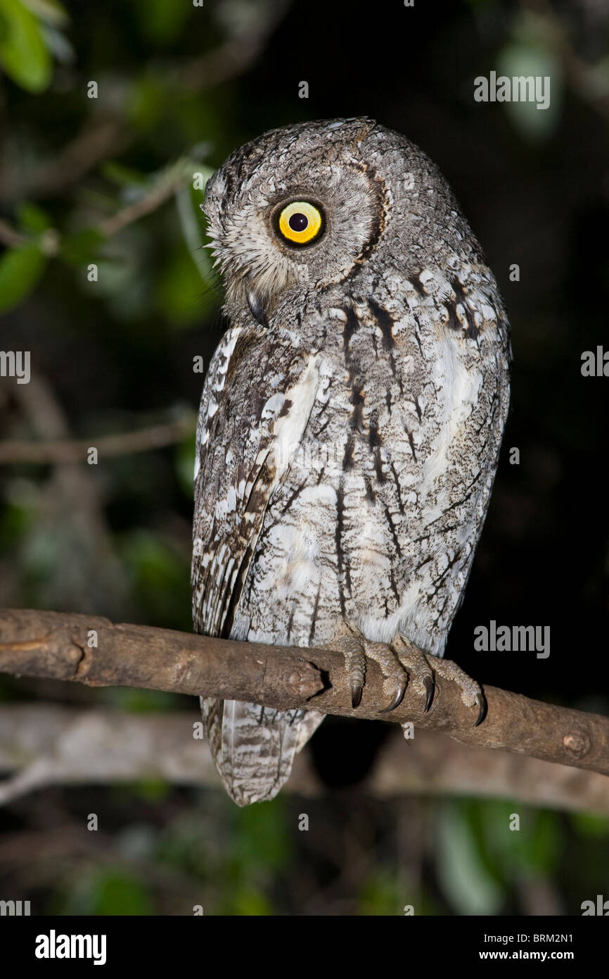 African scops-owl at night Stock Photo - Alamy