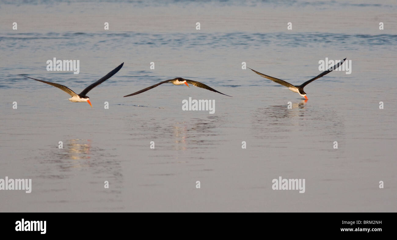 African skimmer fishing hi-res stock photography and images - Alamy