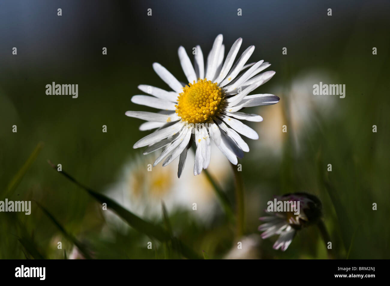 Open daisy hi-res stock photography and images - Alamy