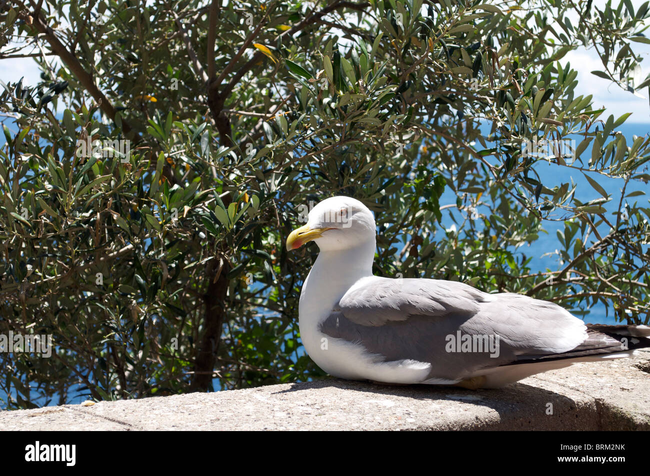Seagull in Monaco Stock Photo - Alamy