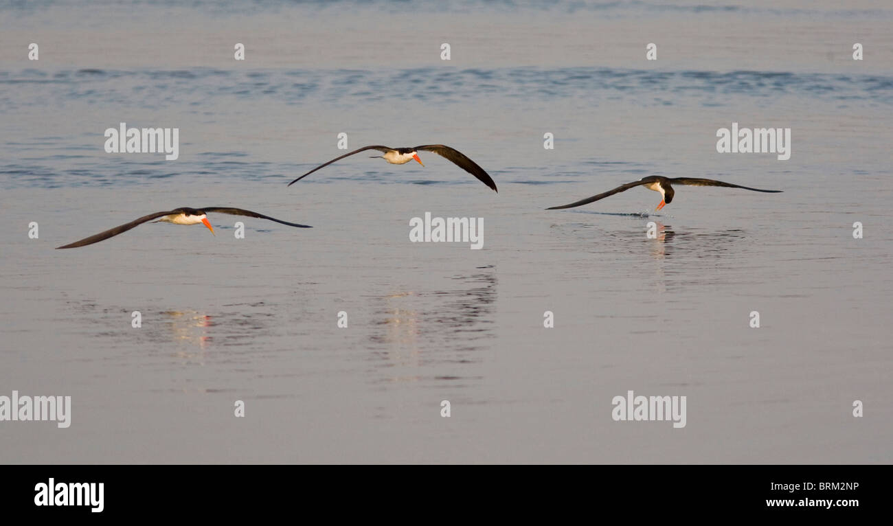 African skimmer skimming with two other birds following in low flight ...