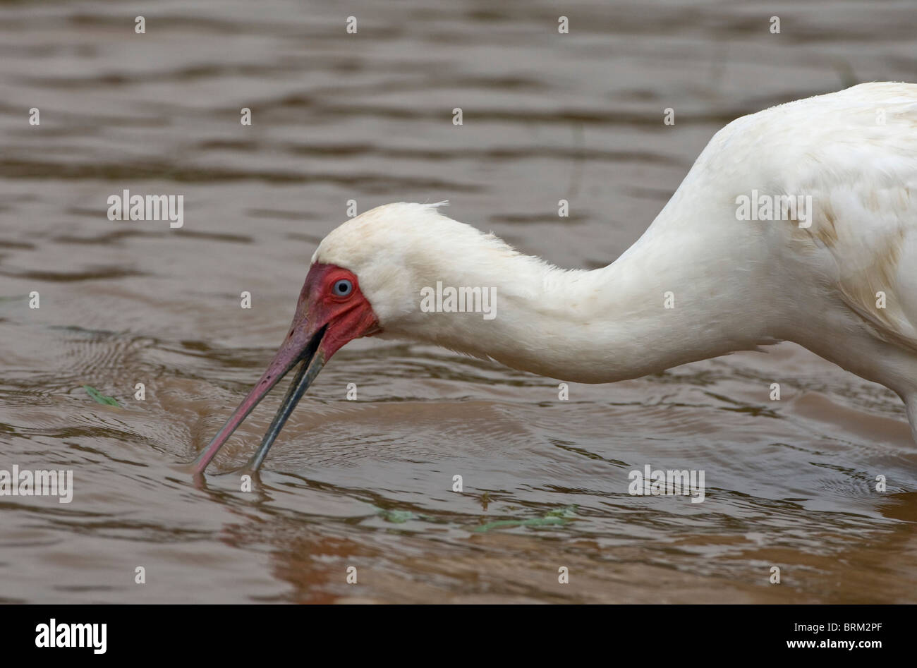 Portrait of water bird hi-res stock photography and images - Alamy