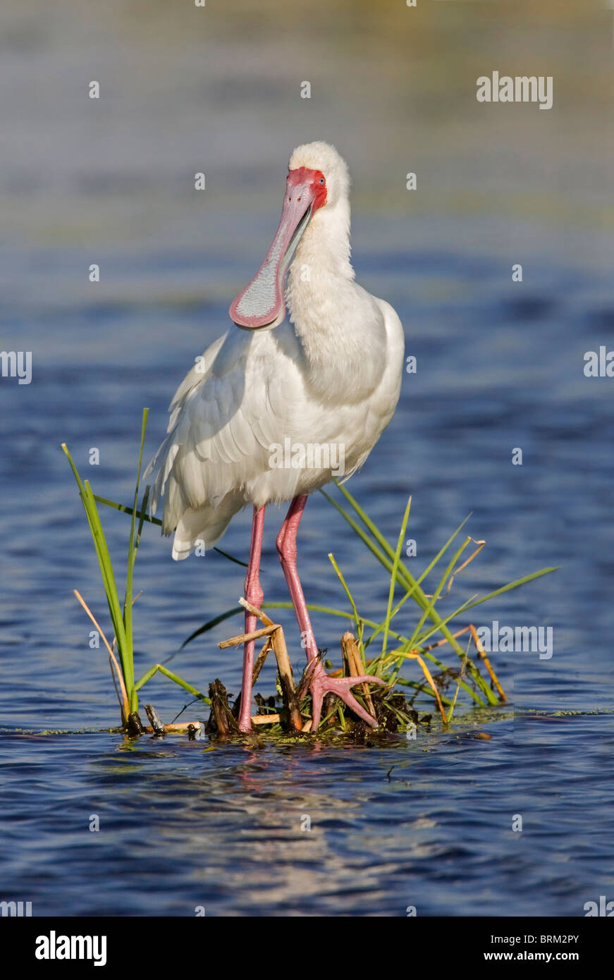 African spoonbill perched on a clump of reeds Stock Photo - Alamy