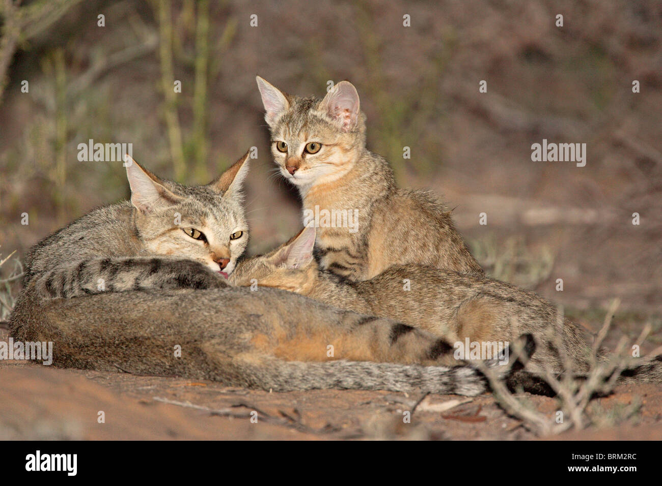 African Wild Cat female with kittens suckling Stock Photo - Alamy