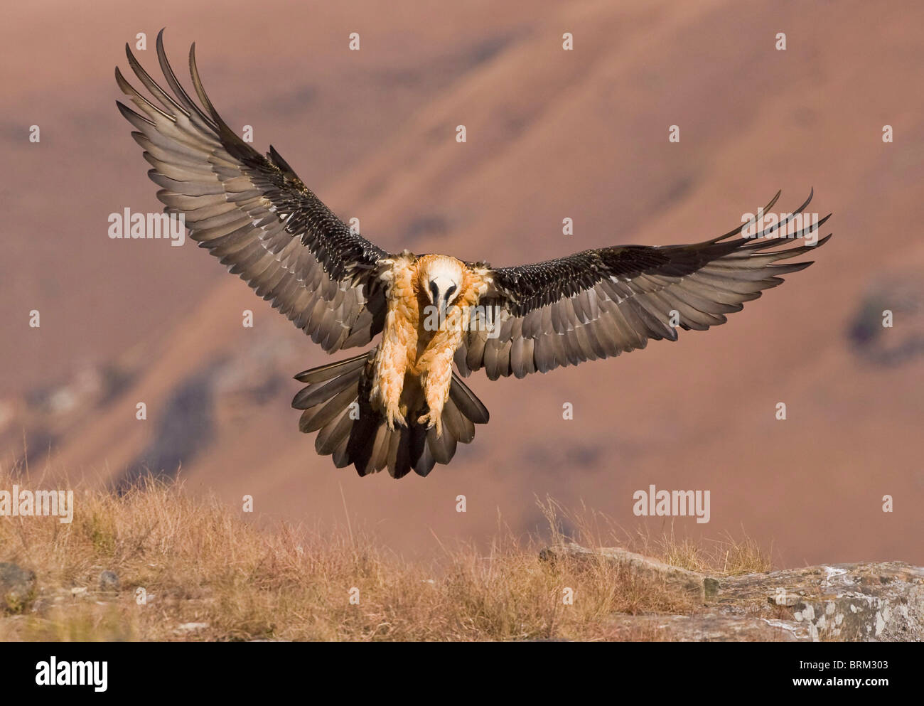 Bearded vulture (Lammergeier) landing on a cliff ledge Stock Photo - Alamy