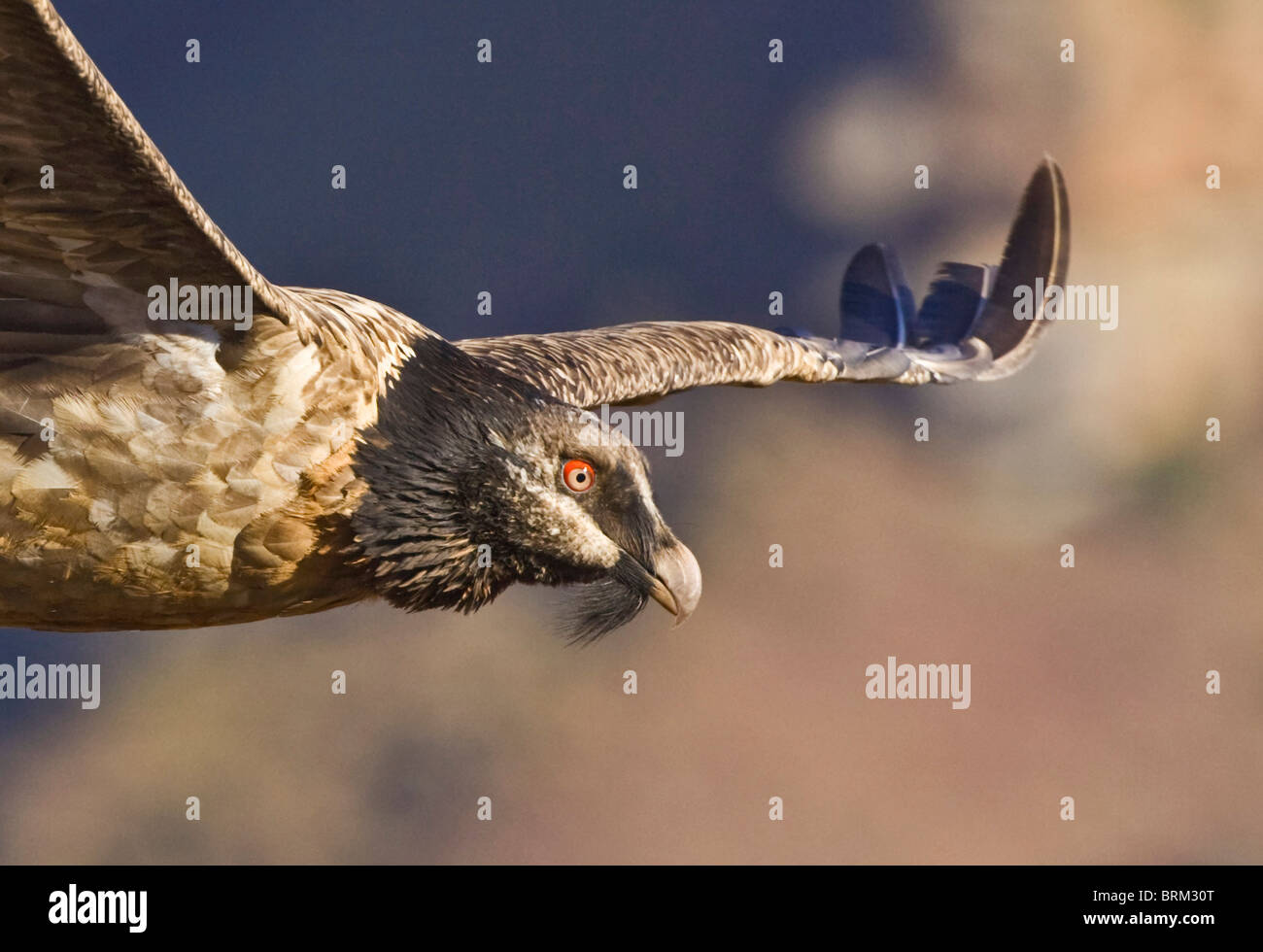 Bearded vulture (Lammergeier) closeup in flight Stock Photo - Alamy