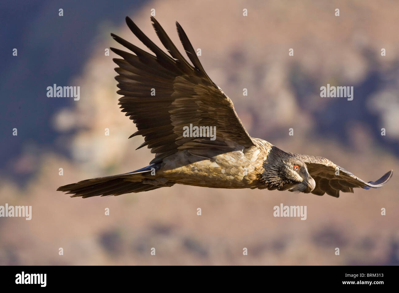 Bearded vulture (Lammergeier) flying against the backdrop of the ...