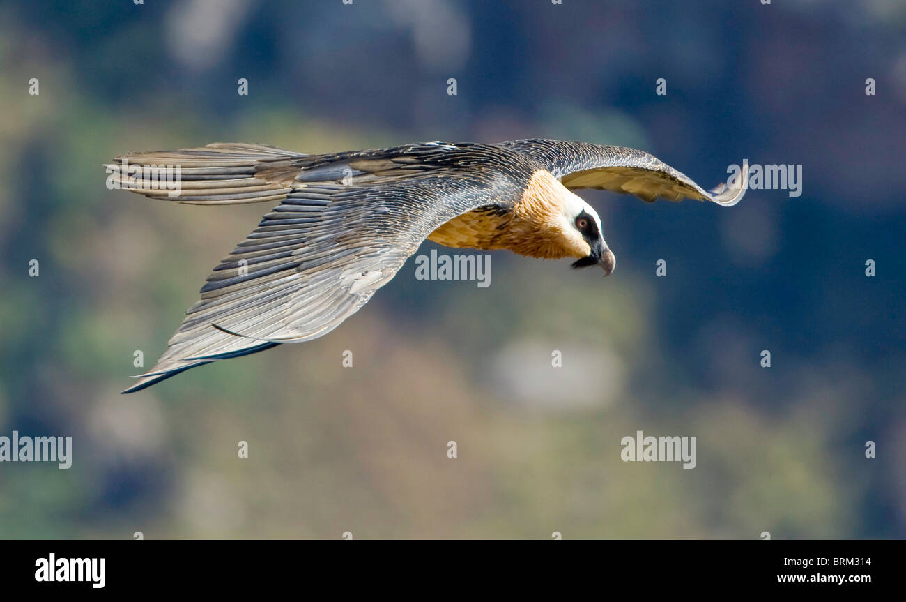 Bearded vulture (Lammergeier) flying against the backdrop of the ...