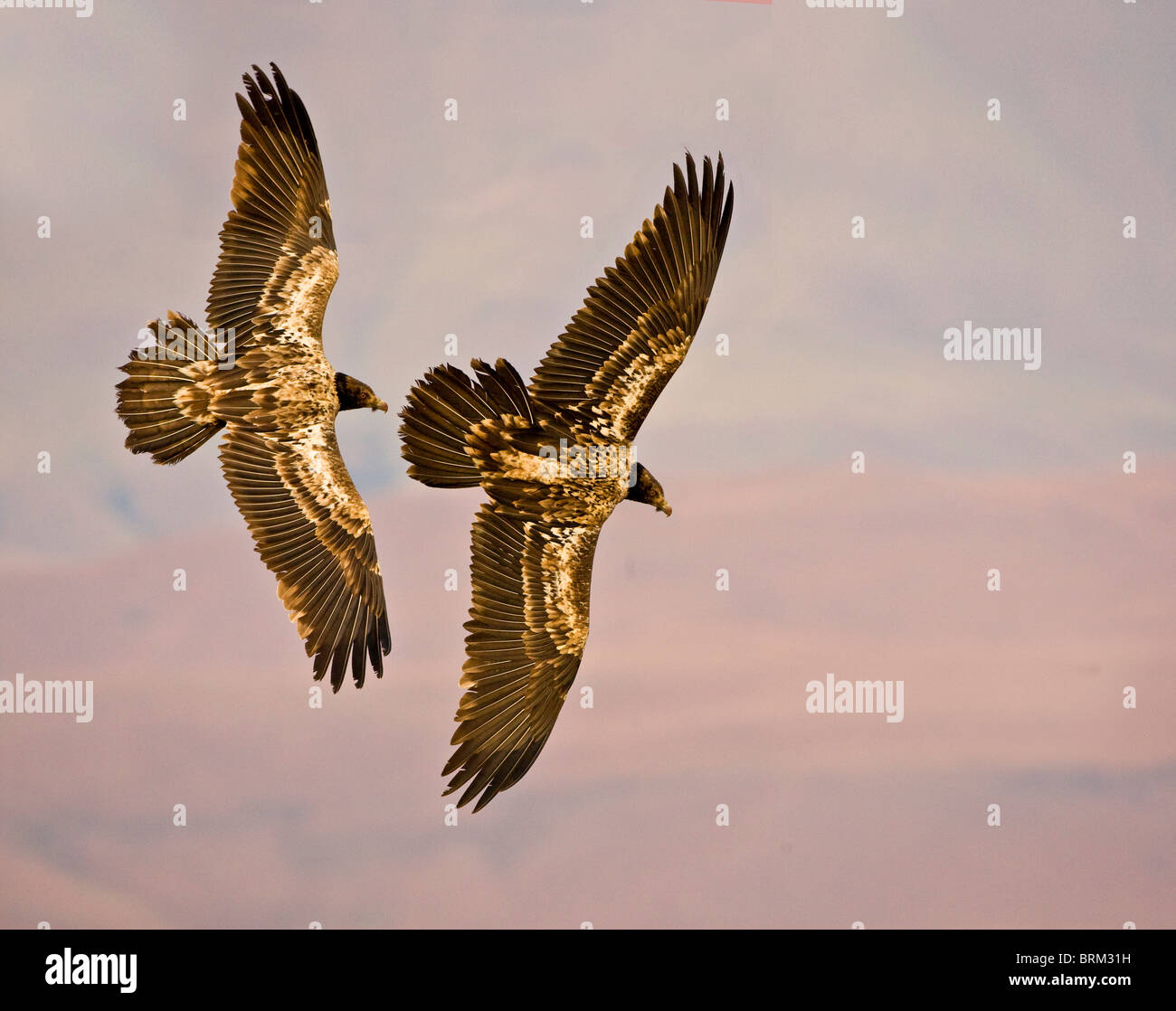 Bearded vulture (Lammergeier) pair in flight against the backdrop of ...