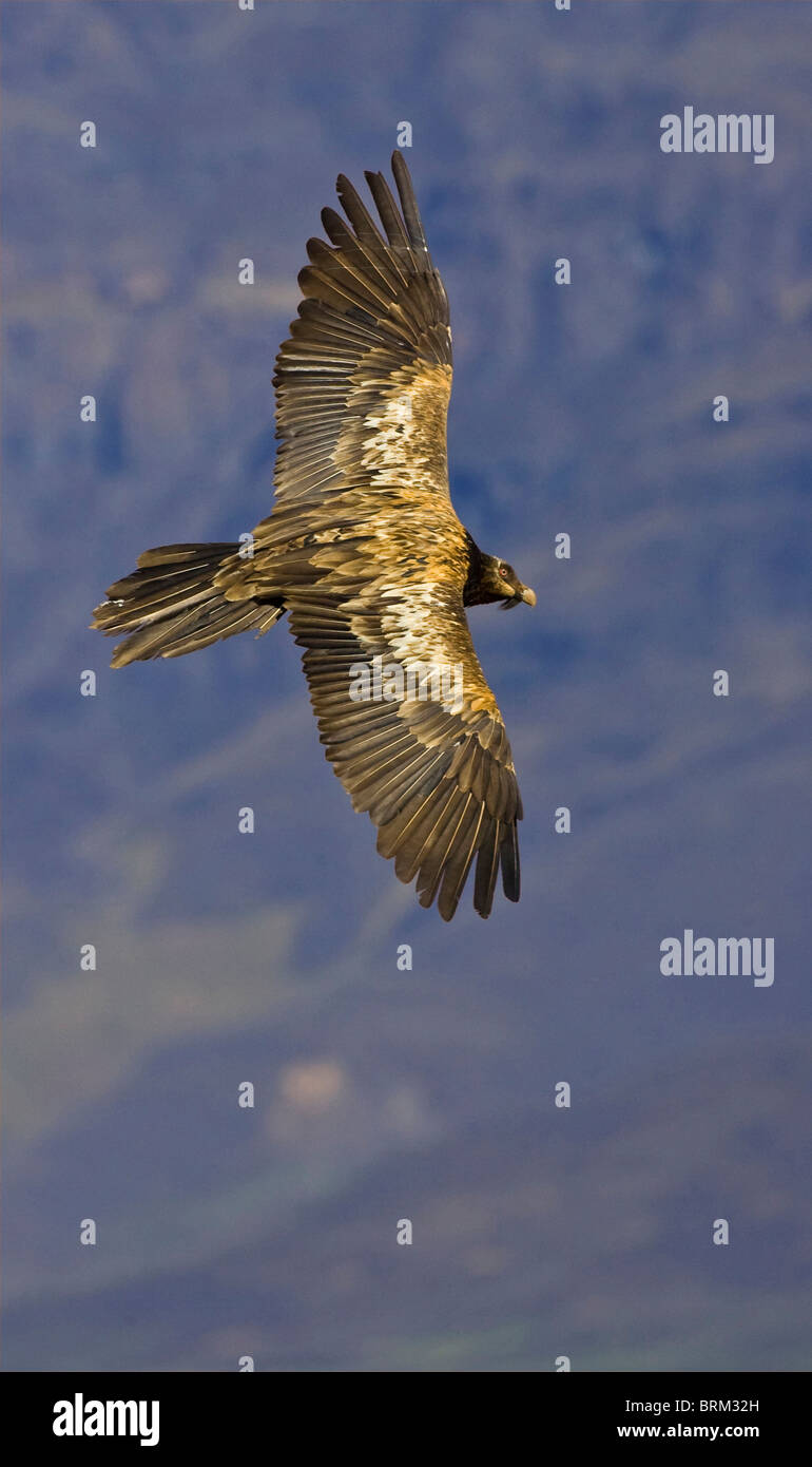 Bearded vulture (Lammergeier) against the backdrop of the Drakensberg ...