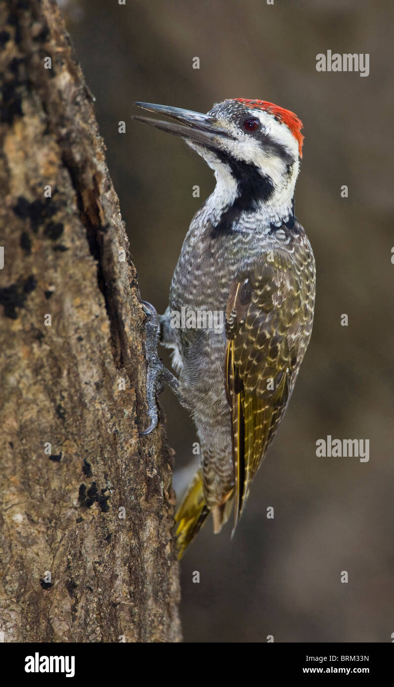 African bearded woodpecker hi-res stock photography and images - Alamy