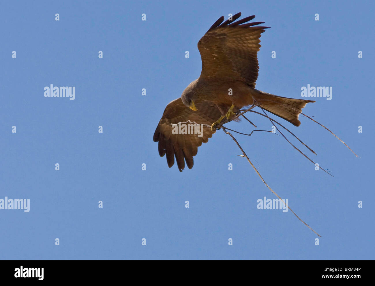 Black kite carrying some twigs Stock Photo - Alamy
