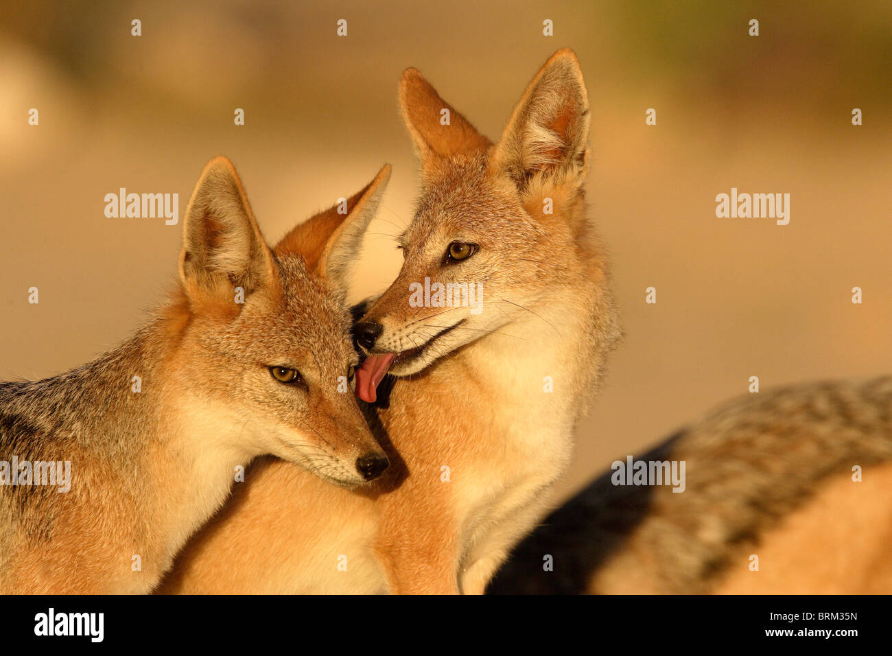 Black-backed jackal portrait of two individuals interacting Stock Photo ...