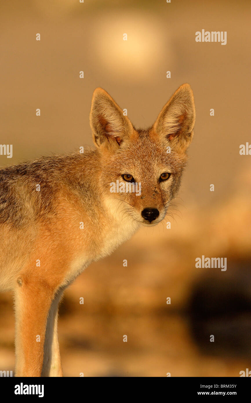 Portrait of a Black-backed jackal Stock Photo - Alamy