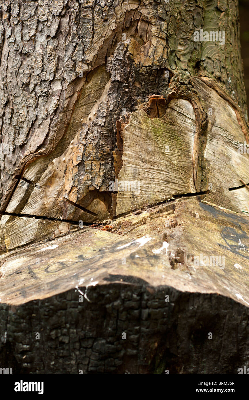 Scar tree hi-res stock photography and images - Alamy