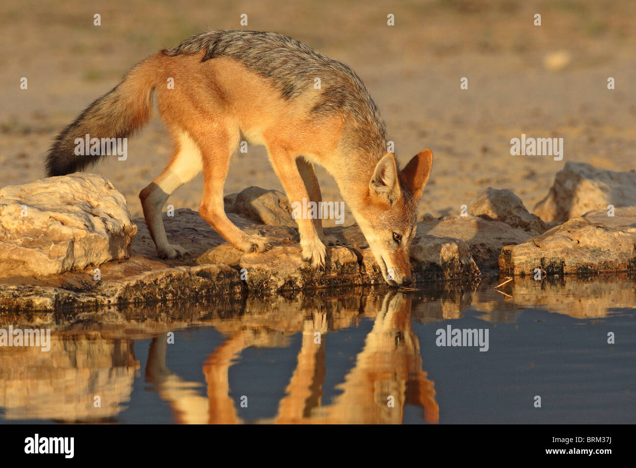 Black-backed jackal standing at a waterhole drinking Stock Photo - Alamy