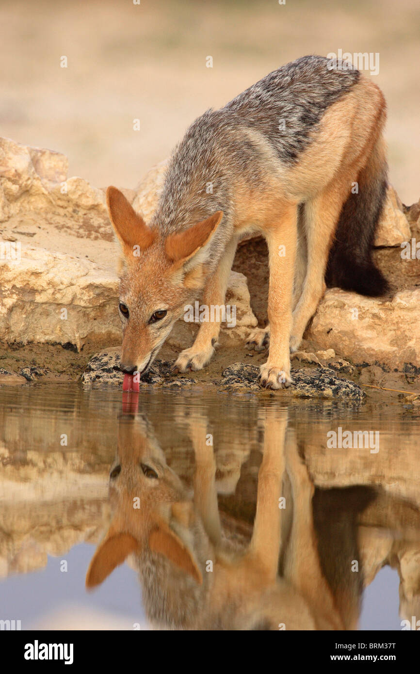 Black-backed jackal standing at a waterhole drinking Stock Photo - Alamy