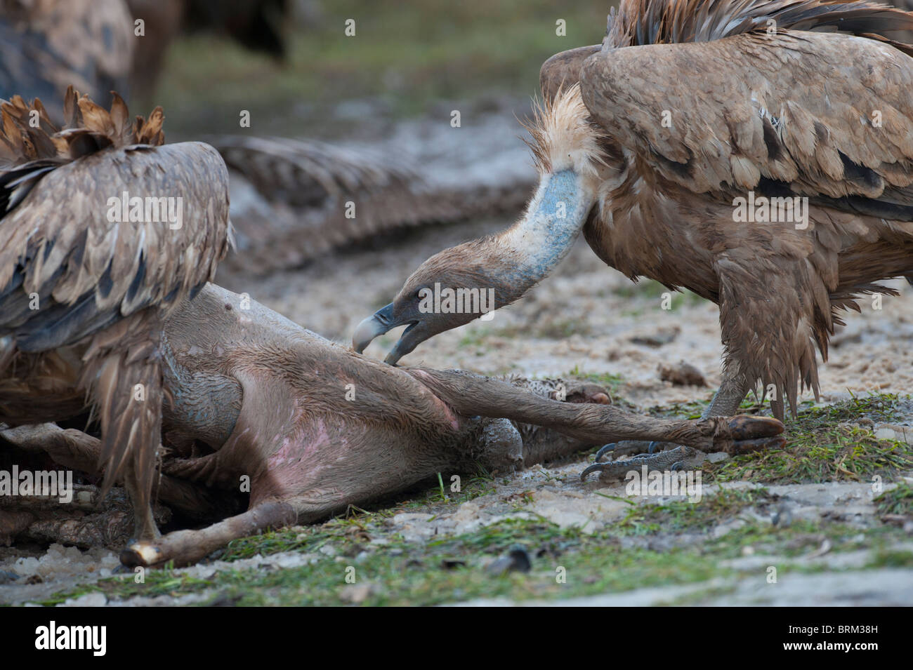 Vulture griffon gyps fulvus hi-res stock photography and images - Alamy