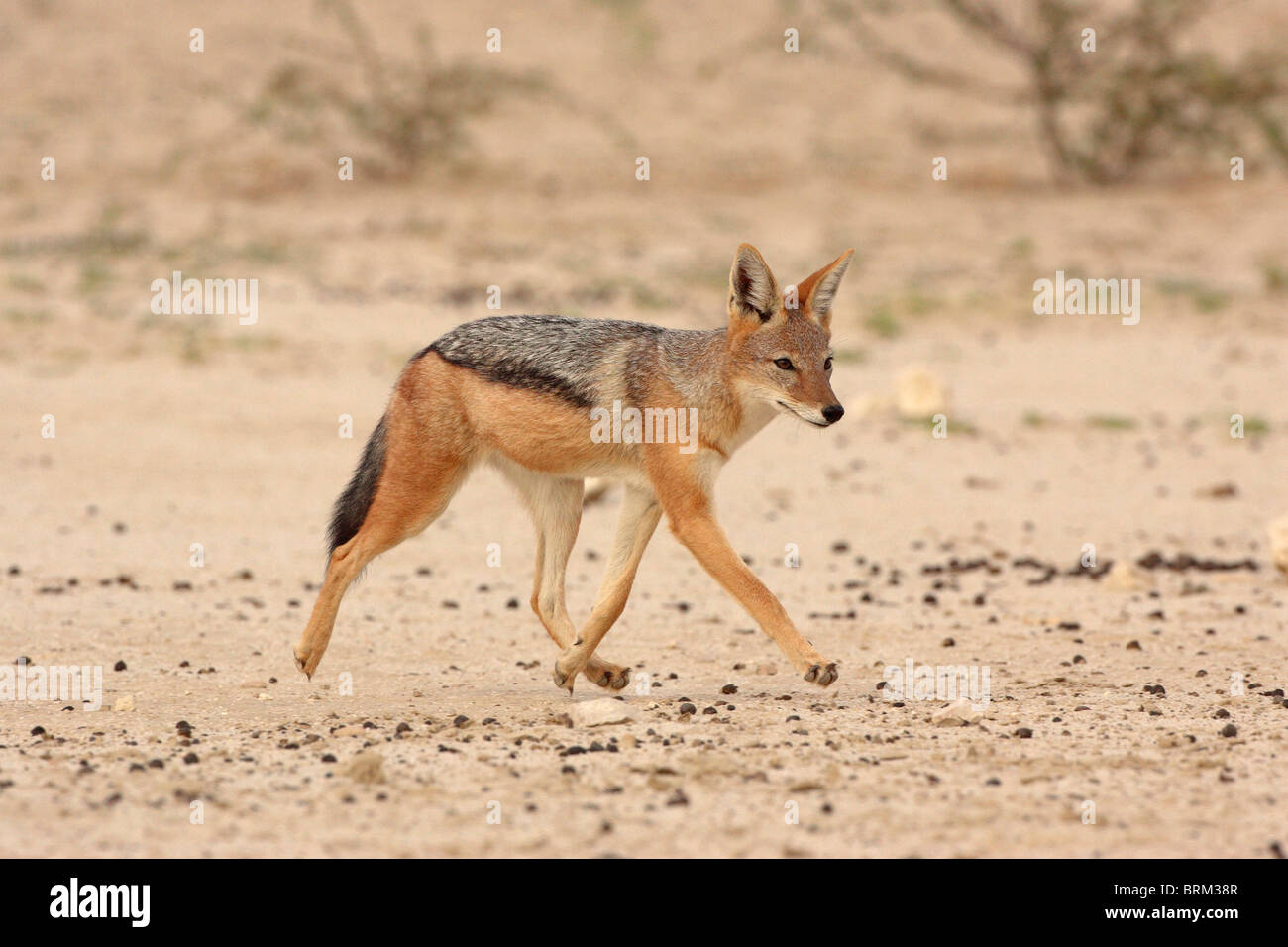 Black-backed jackal running Stock Photo - Alamy