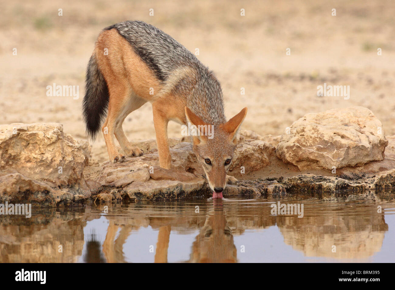 Black backed jackal reflection hi-res stock photography and images - Alamy