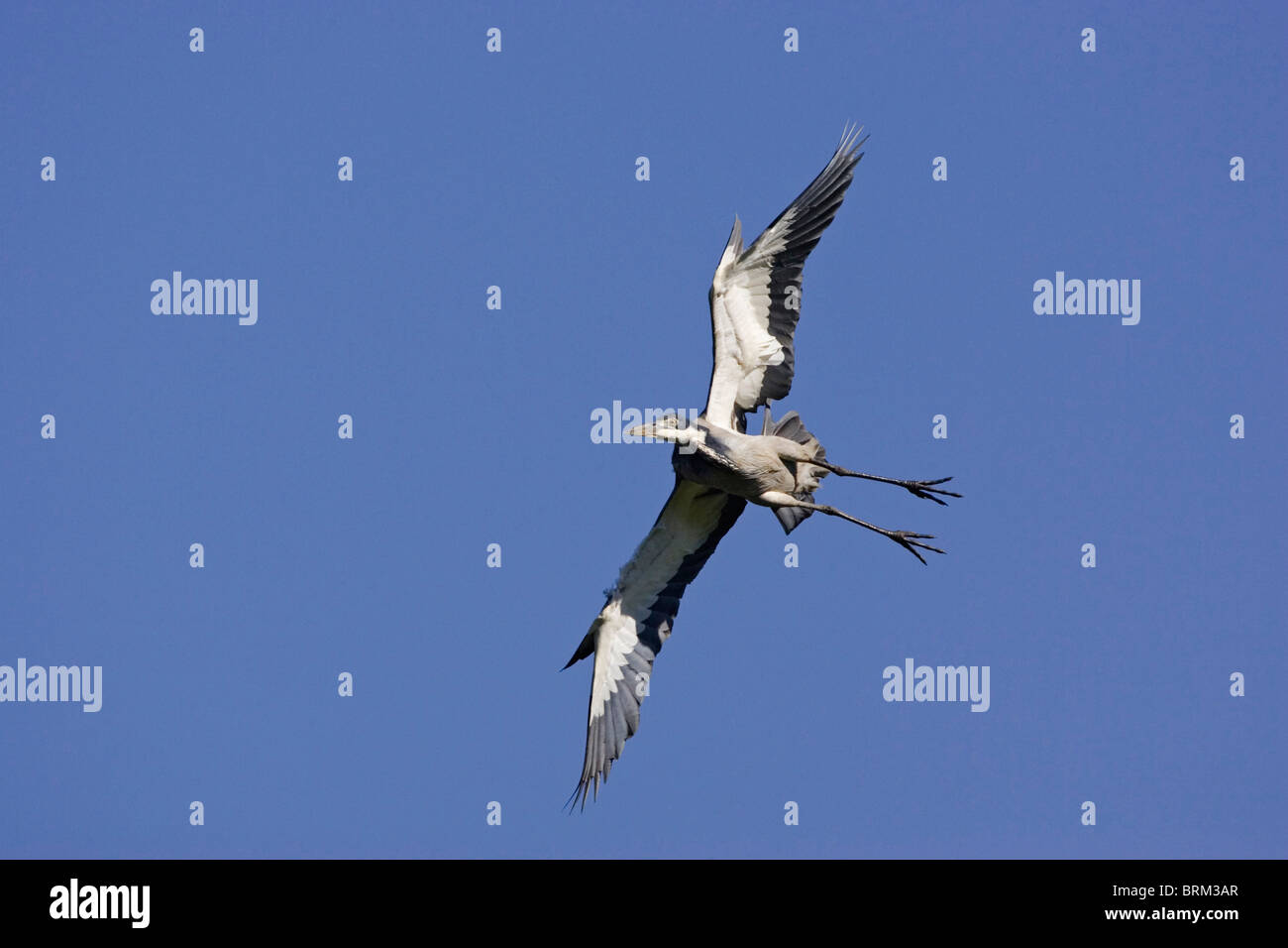 Heron landing gear hi-res stock photography and images - Alamy