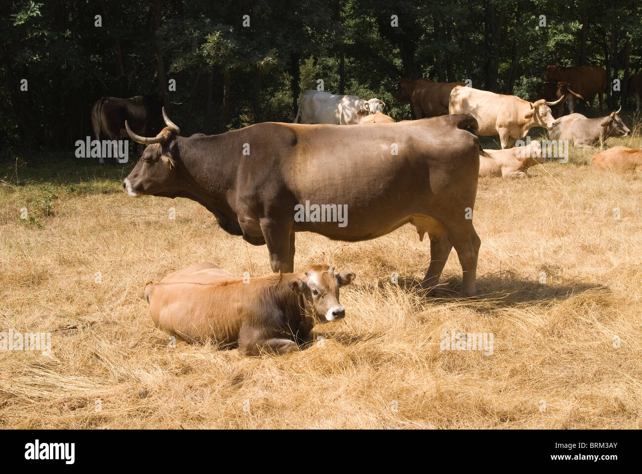 Cattle Roaming High Resolution Stock Photography and Images - Alamy