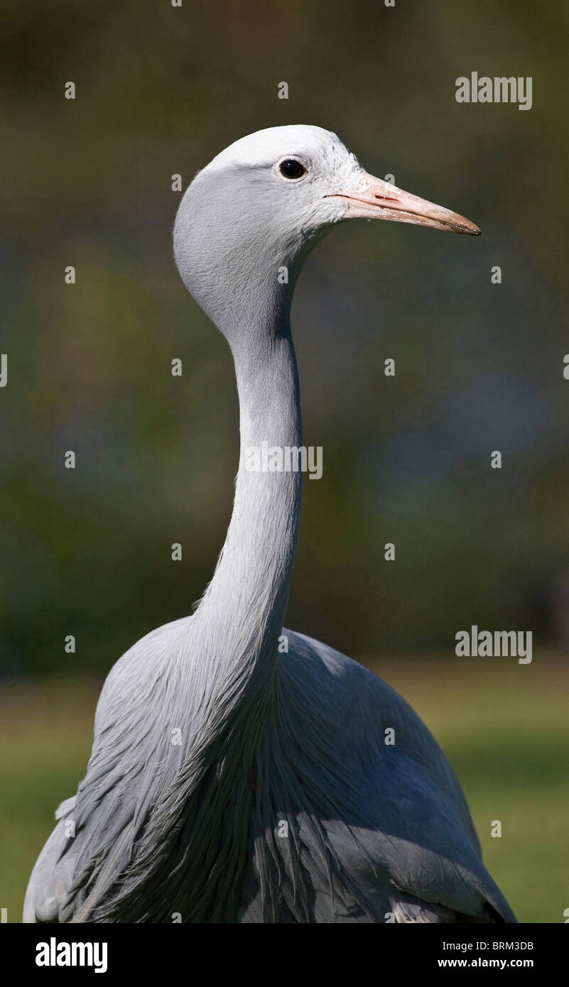 Blue crane portrait Stock Photo - Alamy