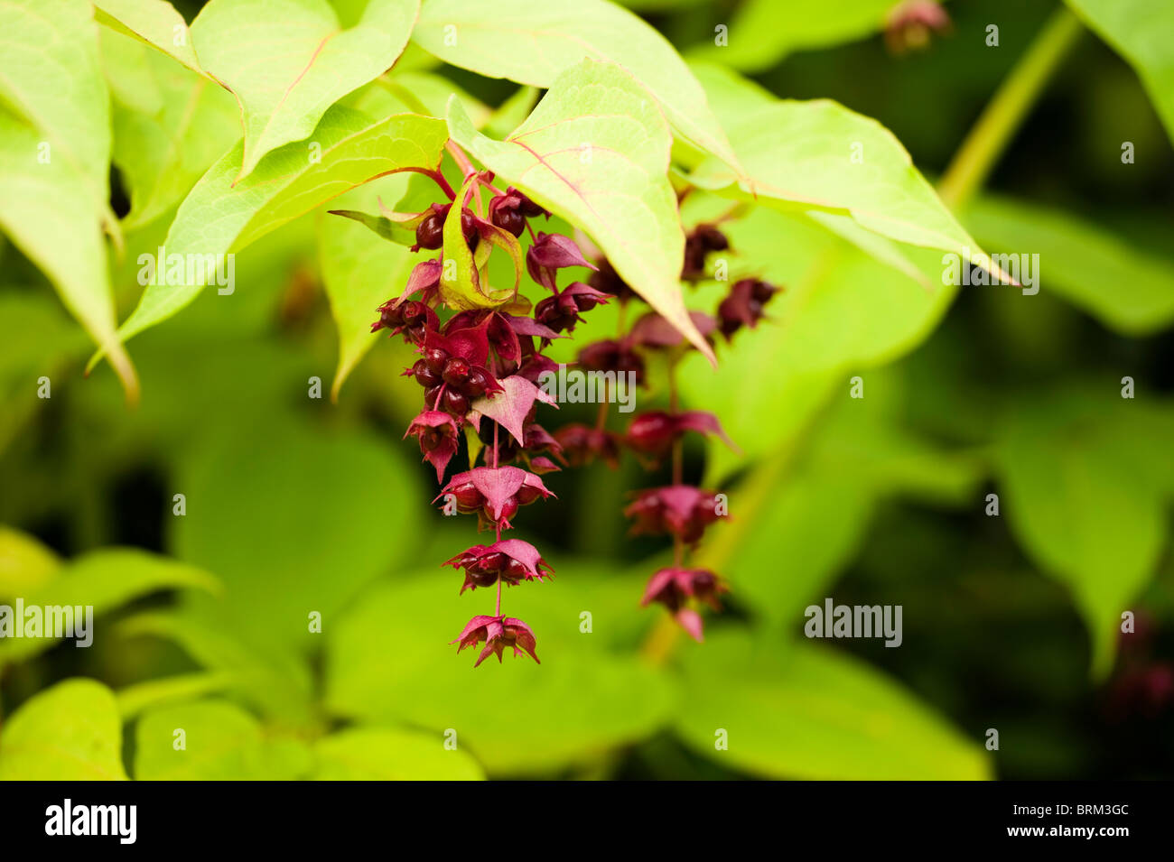 Leycesteria formosa, Pheasant Berry or Himalayan honeysuckle Stock ...