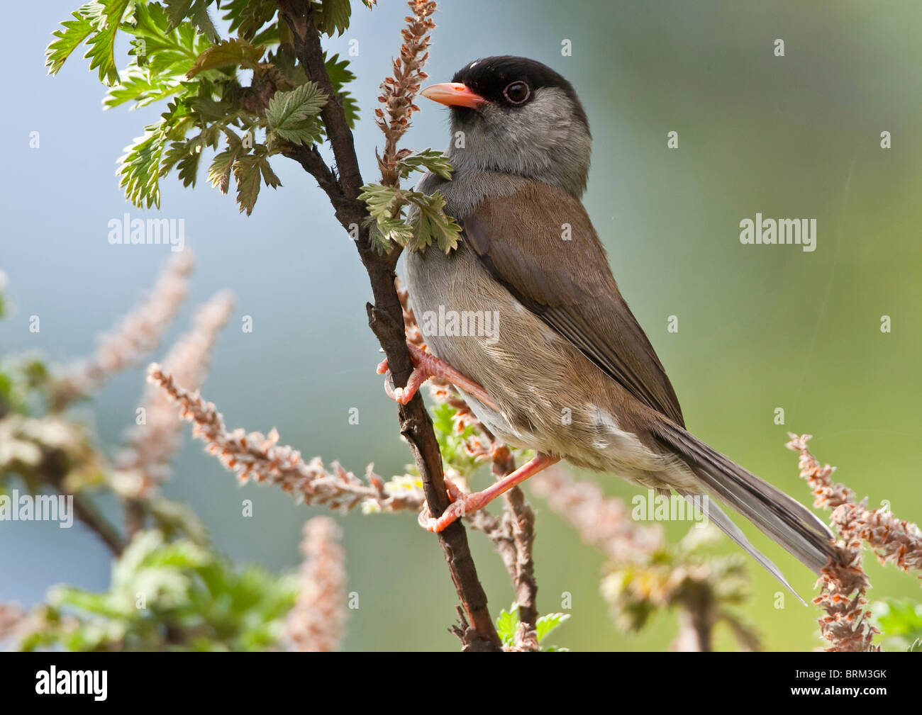 Blackcap bush hi-res stock photography and images - Alamy