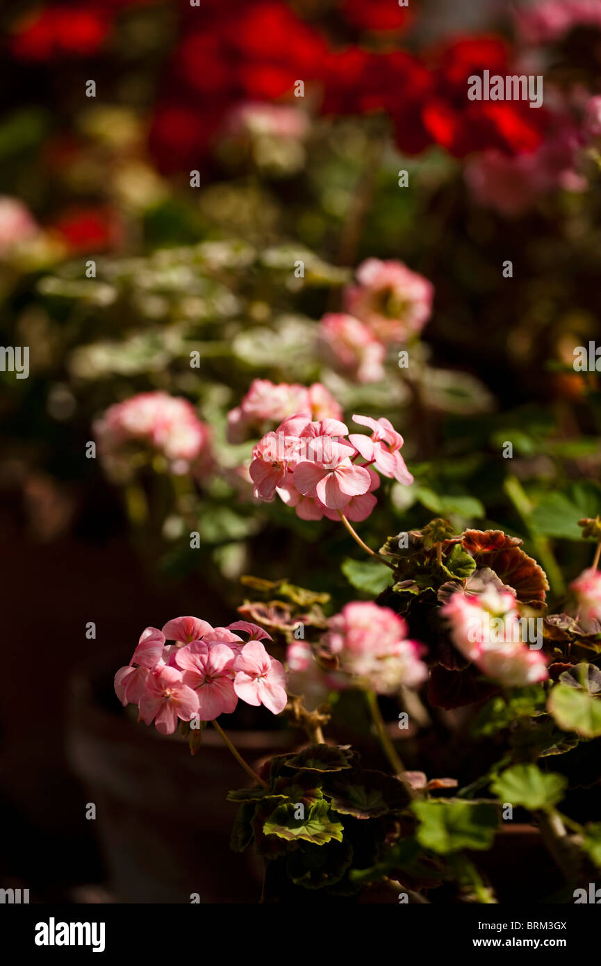 Zonal pelargonium hi-res stock photography and images - Alamy