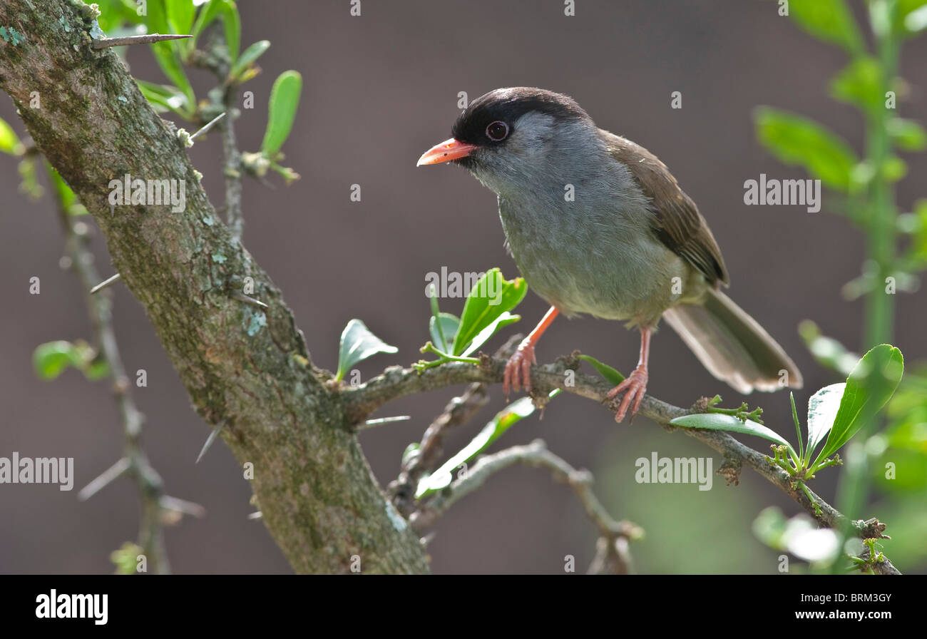 Bush blackcap hi-res stock photography and images - Alamy