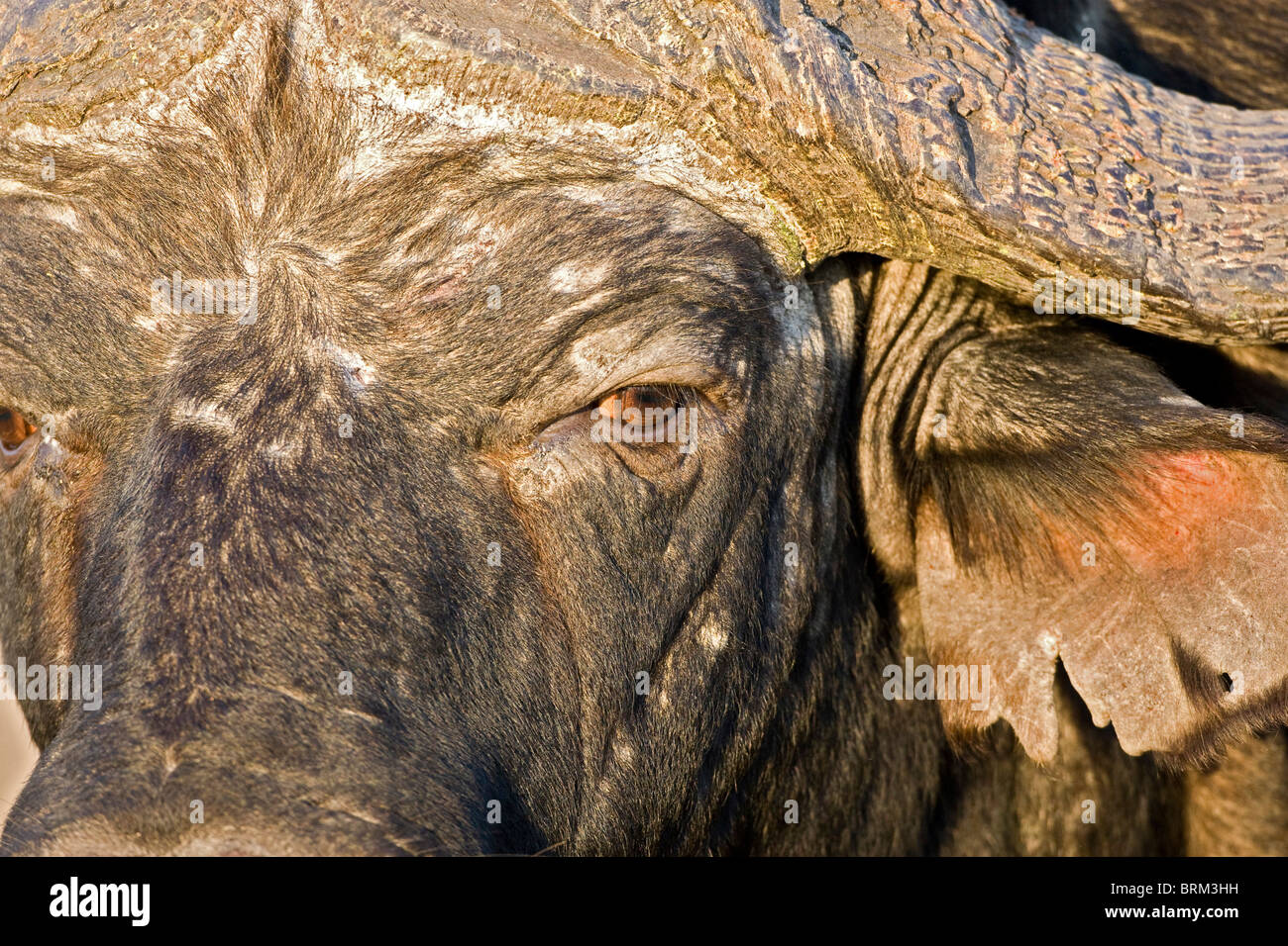 Cape buffalo hi-res stock photography and images - Alamy