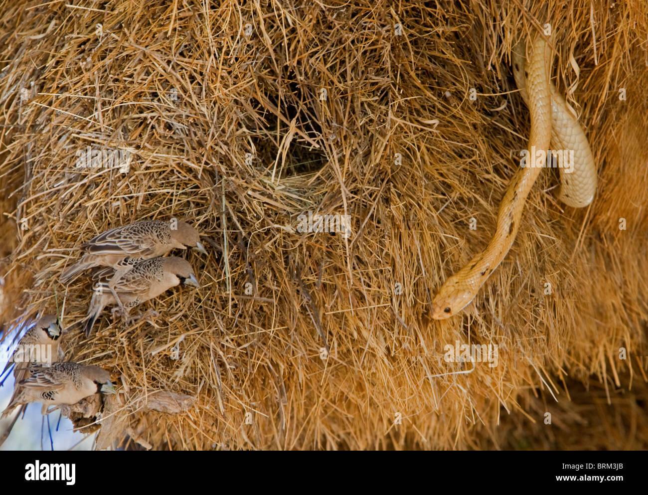 Cape cobra foraging for weavers eggs and chicks in a sociable weaver ...