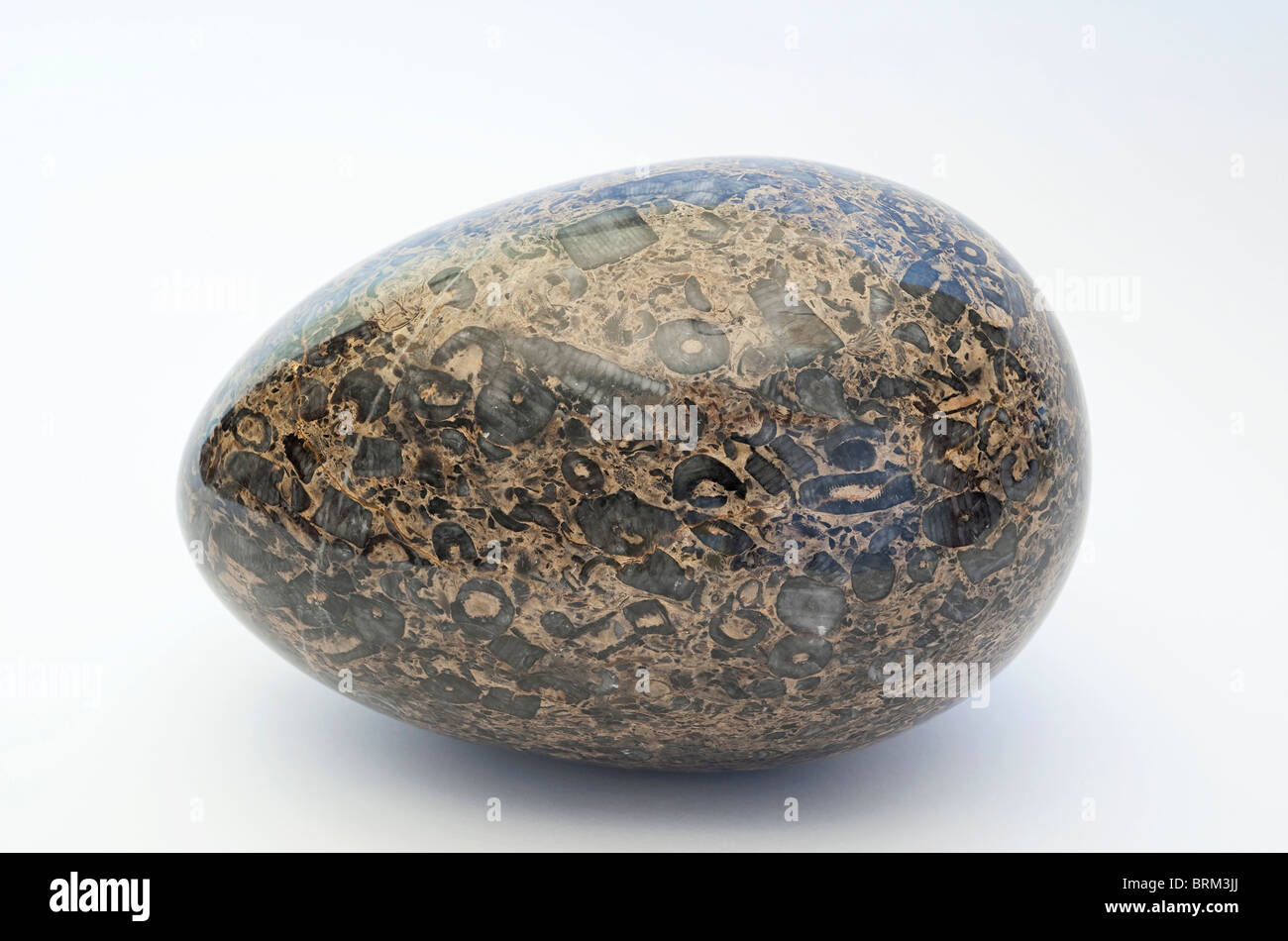 Polished fossil rich large stone egg Stock Photo - Alamy