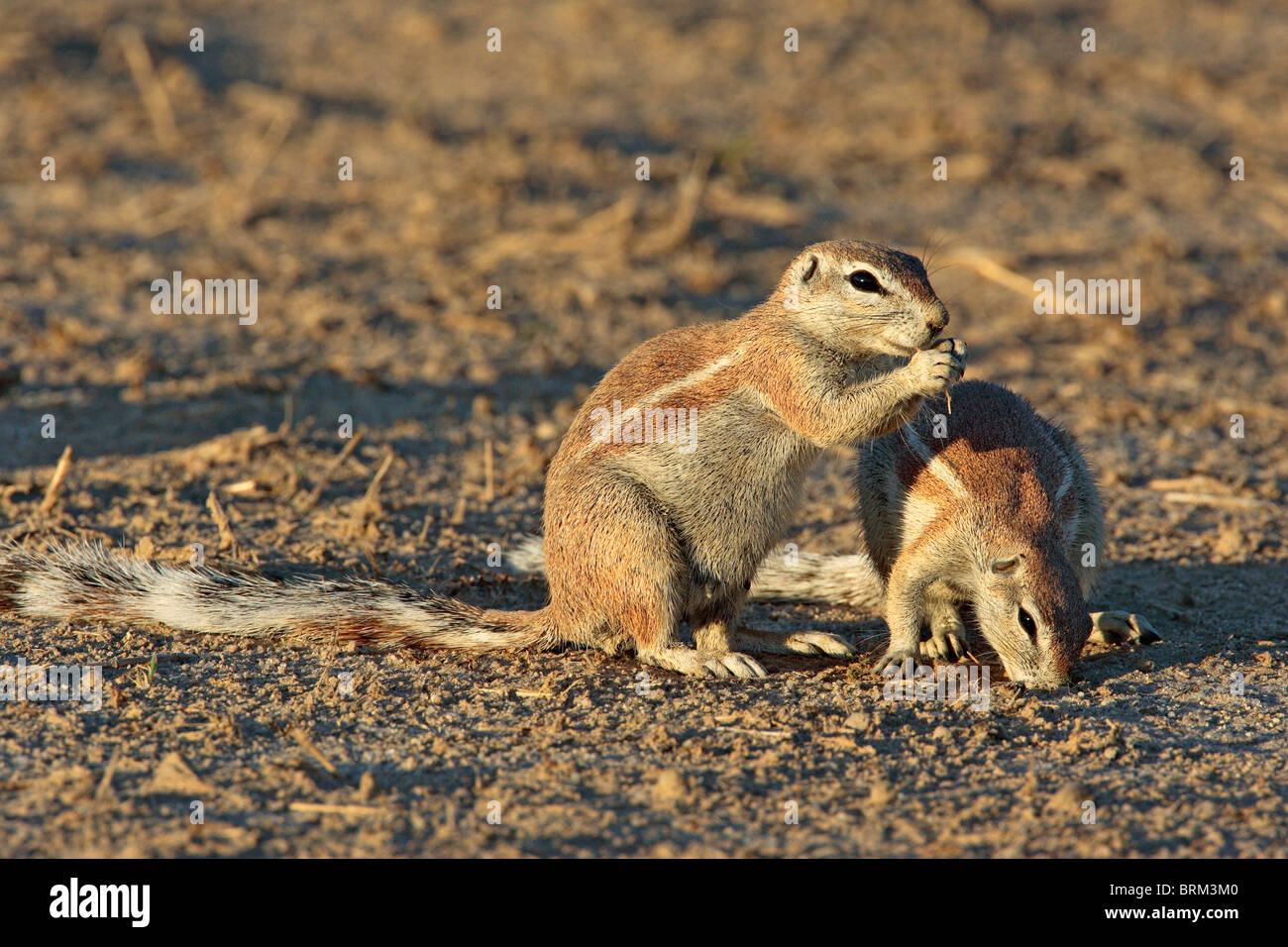 Cape Ground Squirrel Stock Photo - Alamy