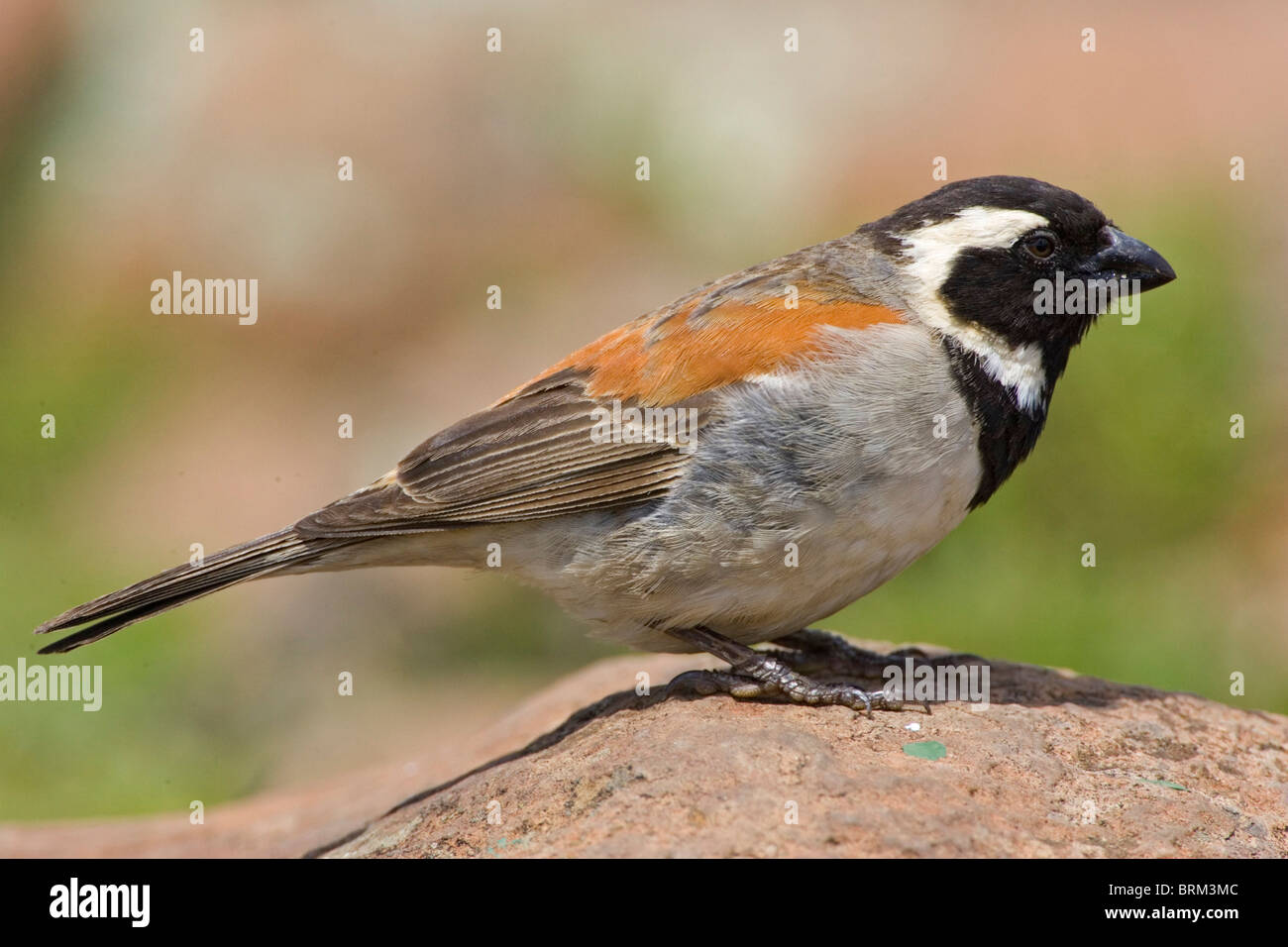 African sparrow hi-res stock photography and images - Alamy