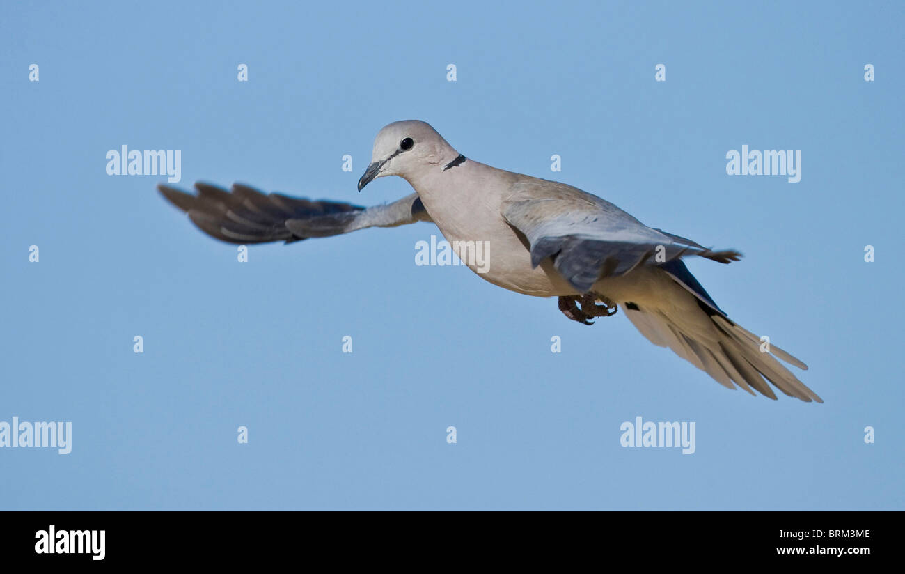 Cape turtle-dove in flight Stock Photo - Alamy