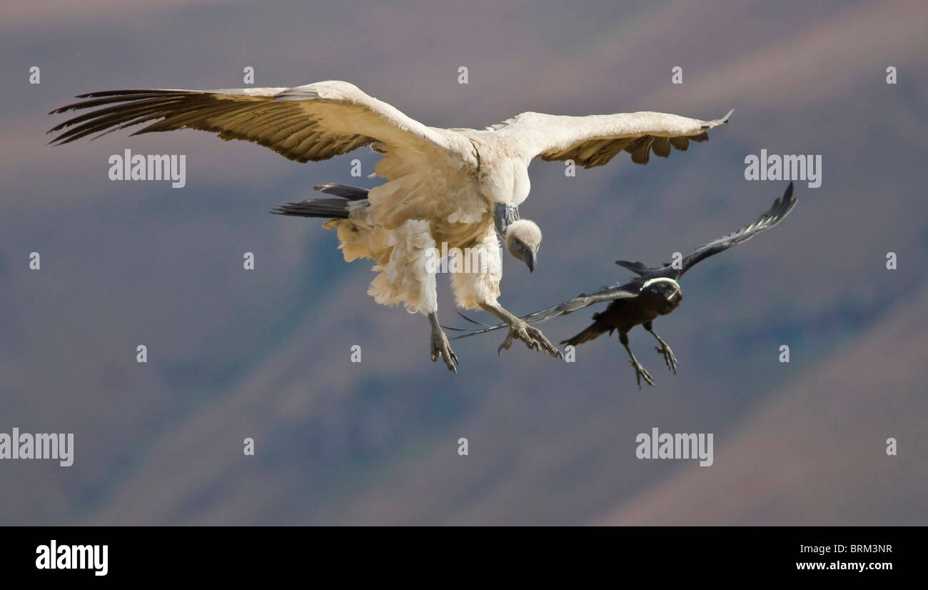 Cape vulture being mobbed by a pied crow as it hovers in an updraft ...