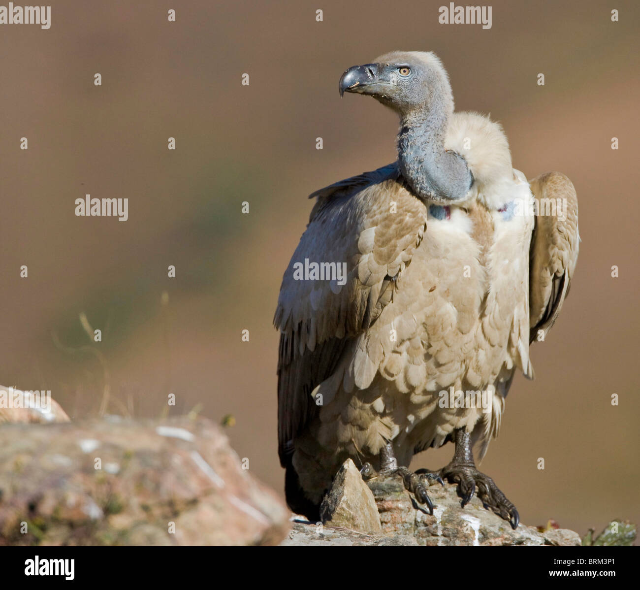 Cape vulture perched on a rock at a vulture restaurant Stock Photo - Alamy