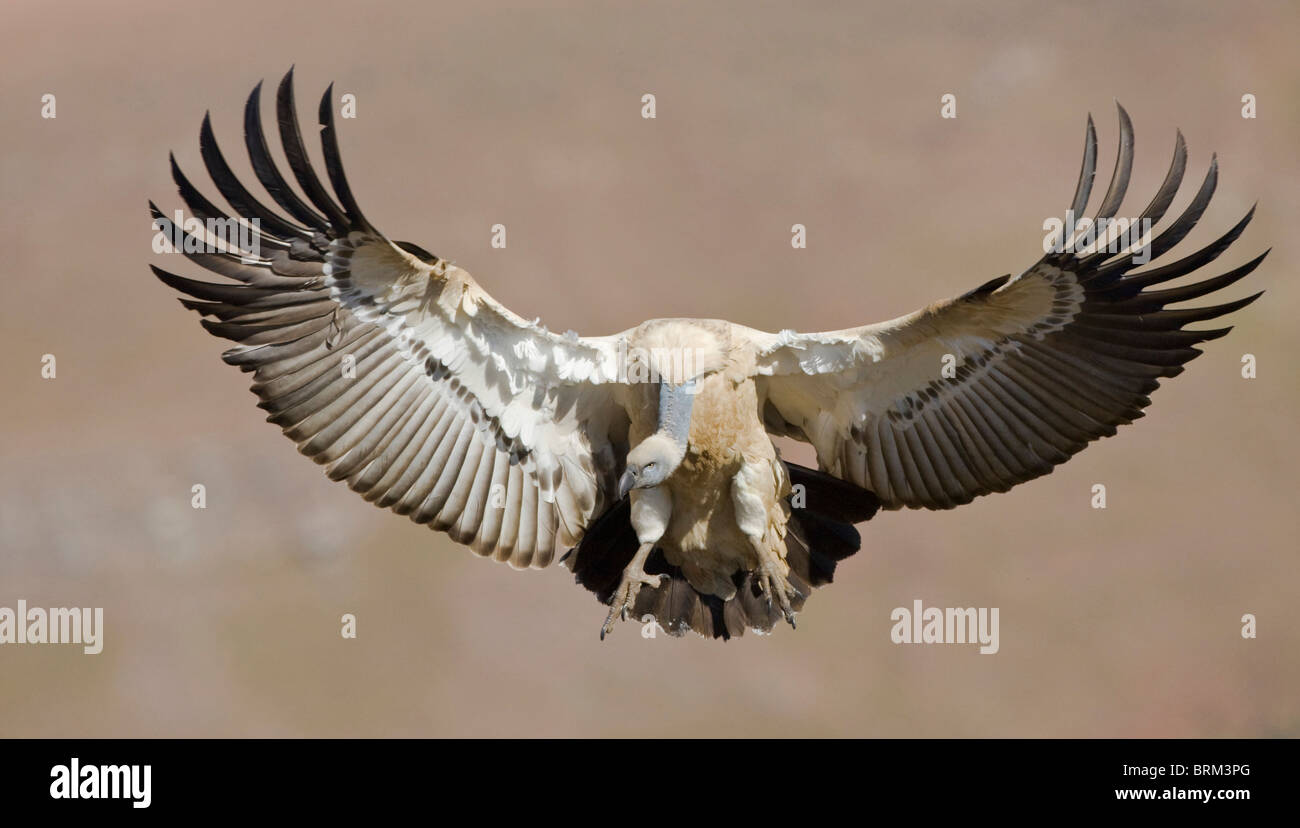 Raptor feet hi-res stock photography and images - Alamy