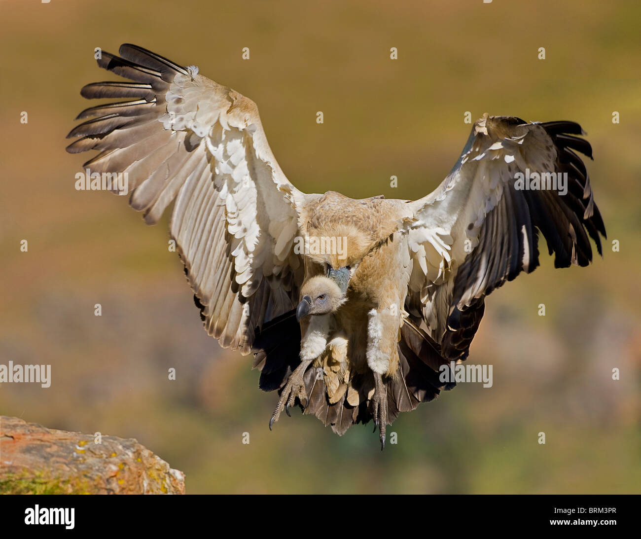 Raptor feet hi-res stock photography and images - Alamy