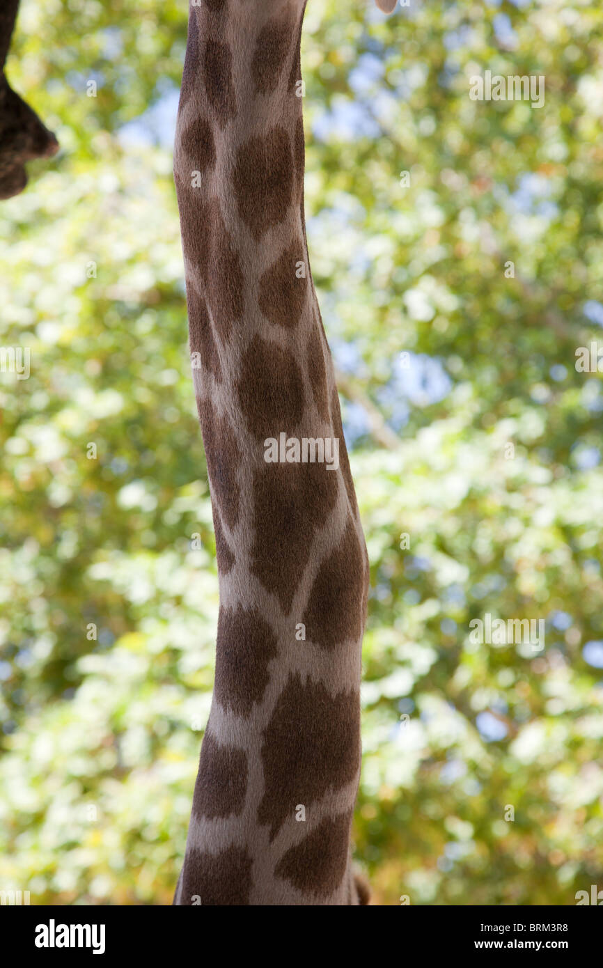 Neck of giraffe Stock Photo - Alamy